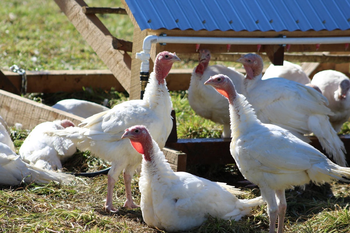 Turkey Chicken Cross
